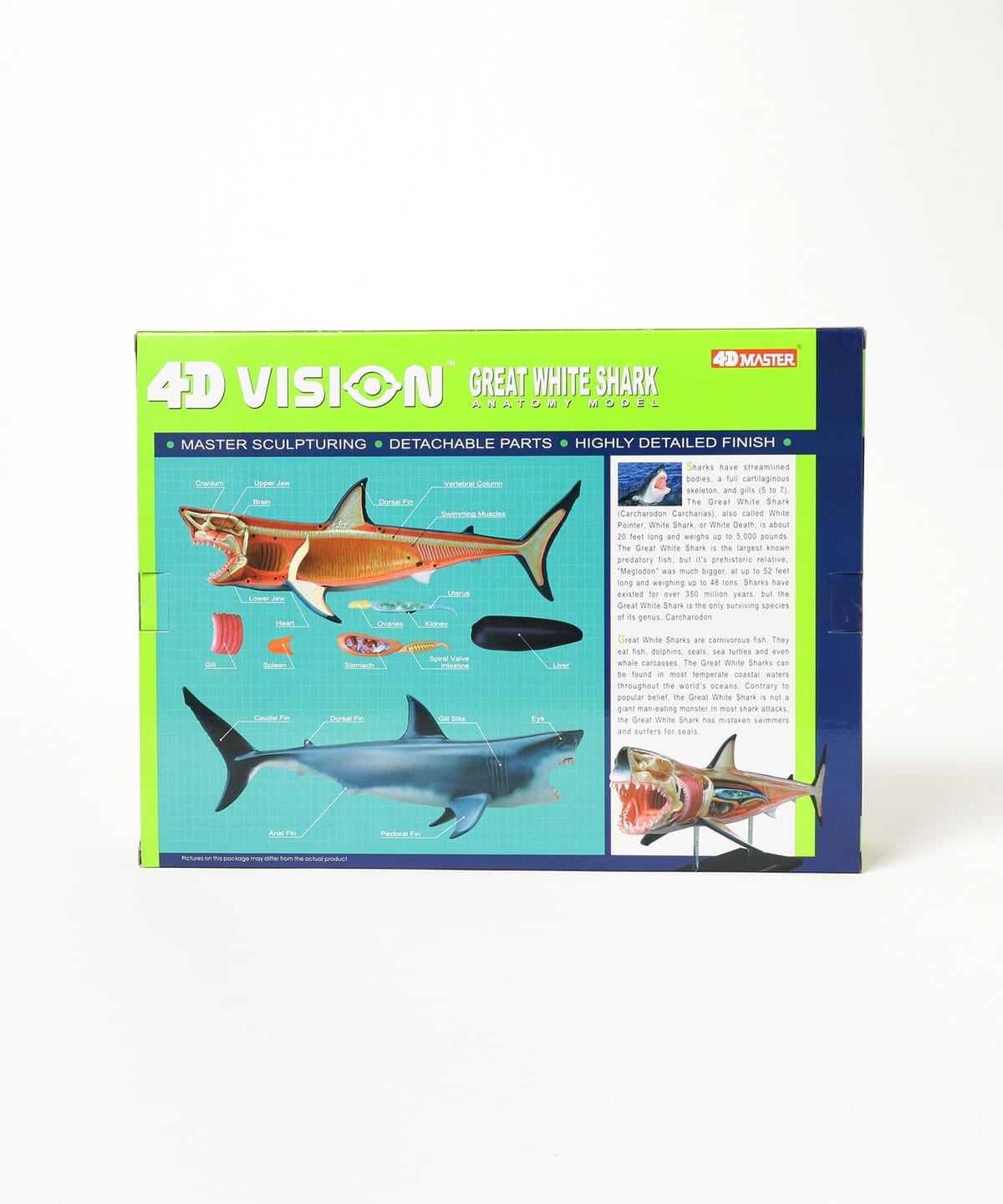 bPr BEAMS（bPrビームス）4D MASTER / ANIMAL ANATOMY（雑貨・ホビー フィギュア）通販｜BEAMS