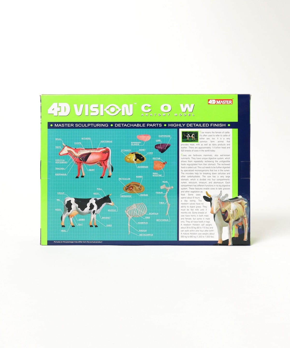 bPr BEAMS（bPrビームス）4D MASTER / ANIMAL ANATOMY（雑貨・ホビー フィギュア）通販｜BEAMS