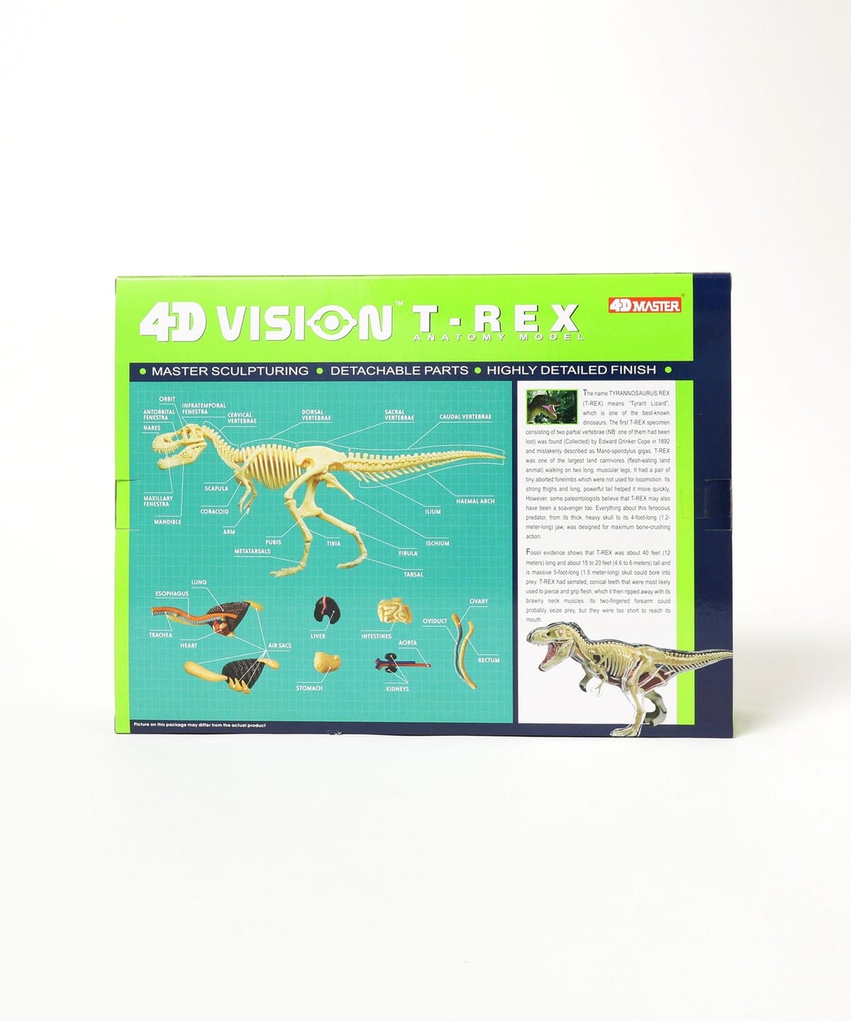 bPr BEAMS（bPrビームス）4D MASTER / ANIMAL ANATOMY（雑貨・ホビー フィギュア）通販｜BEAMS