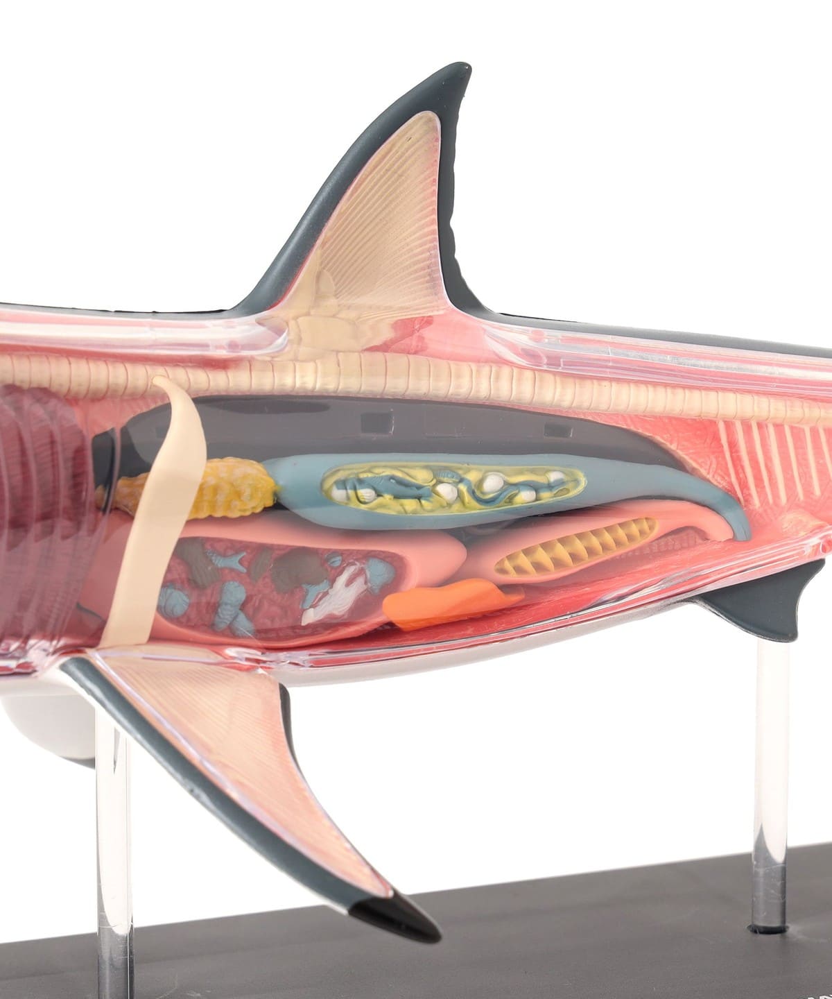 bPr BEAMS（bPrビームス）4D MASTER / ANIMAL ANATOMY（雑貨・ホビー フィギュア）通販｜BEAMS