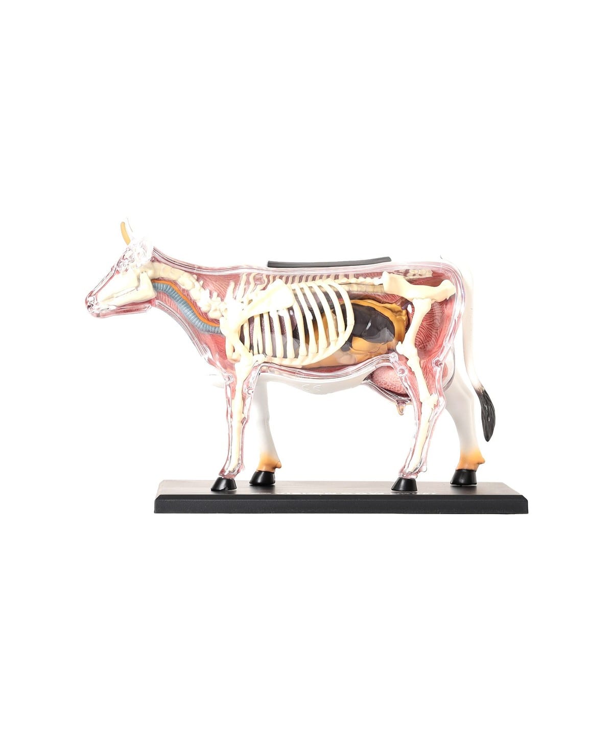 bPr BEAMS（bPrビームス）4D MASTER / ANIMAL ANATOMY（雑貨・ホビー フィギュア）通販｜BEAMS