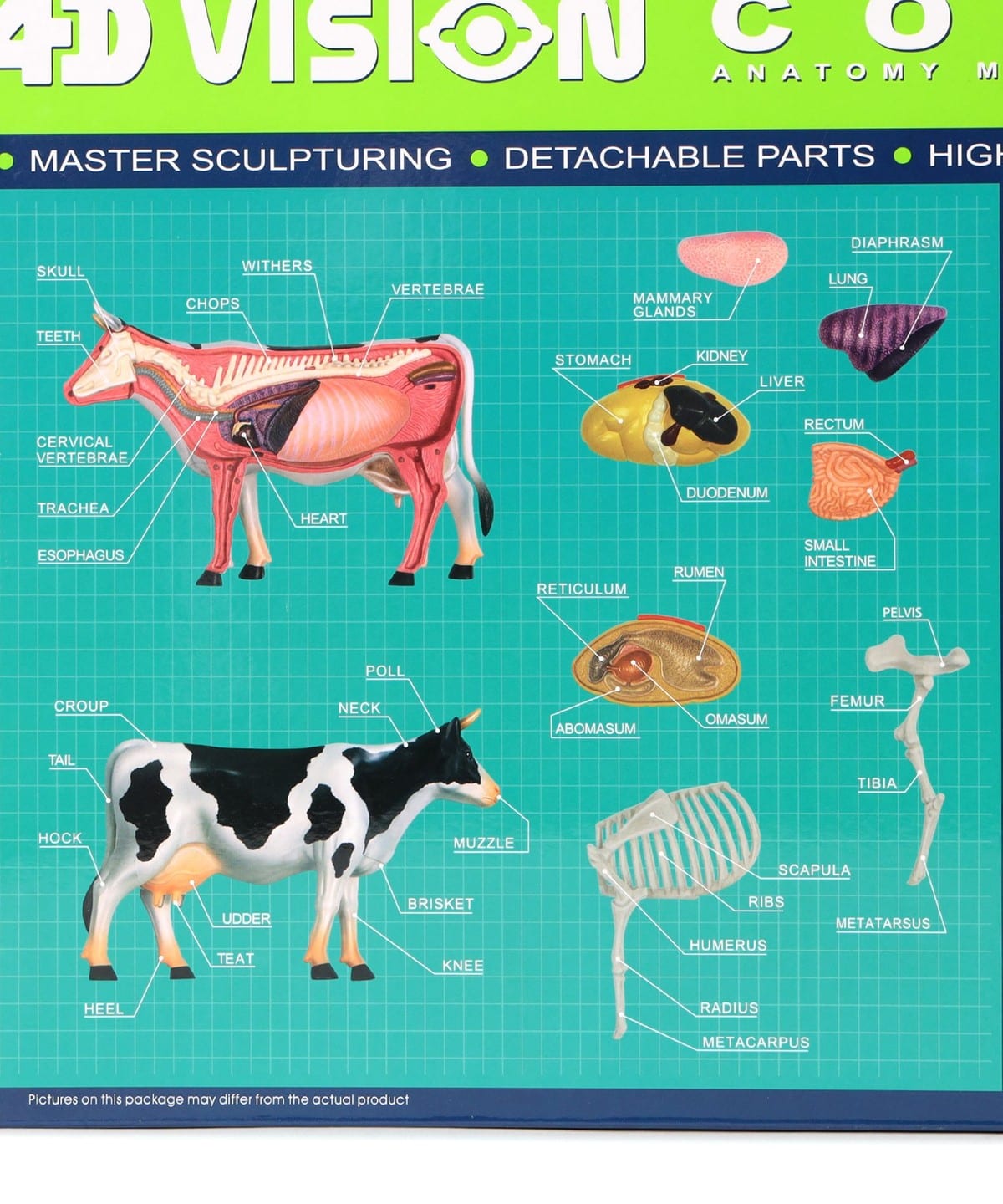 bPr BEAMS（bPrビームス）4D MASTER / ANIMAL ANATOMY（雑貨・ホビー フィギュア）通販｜BEAMS