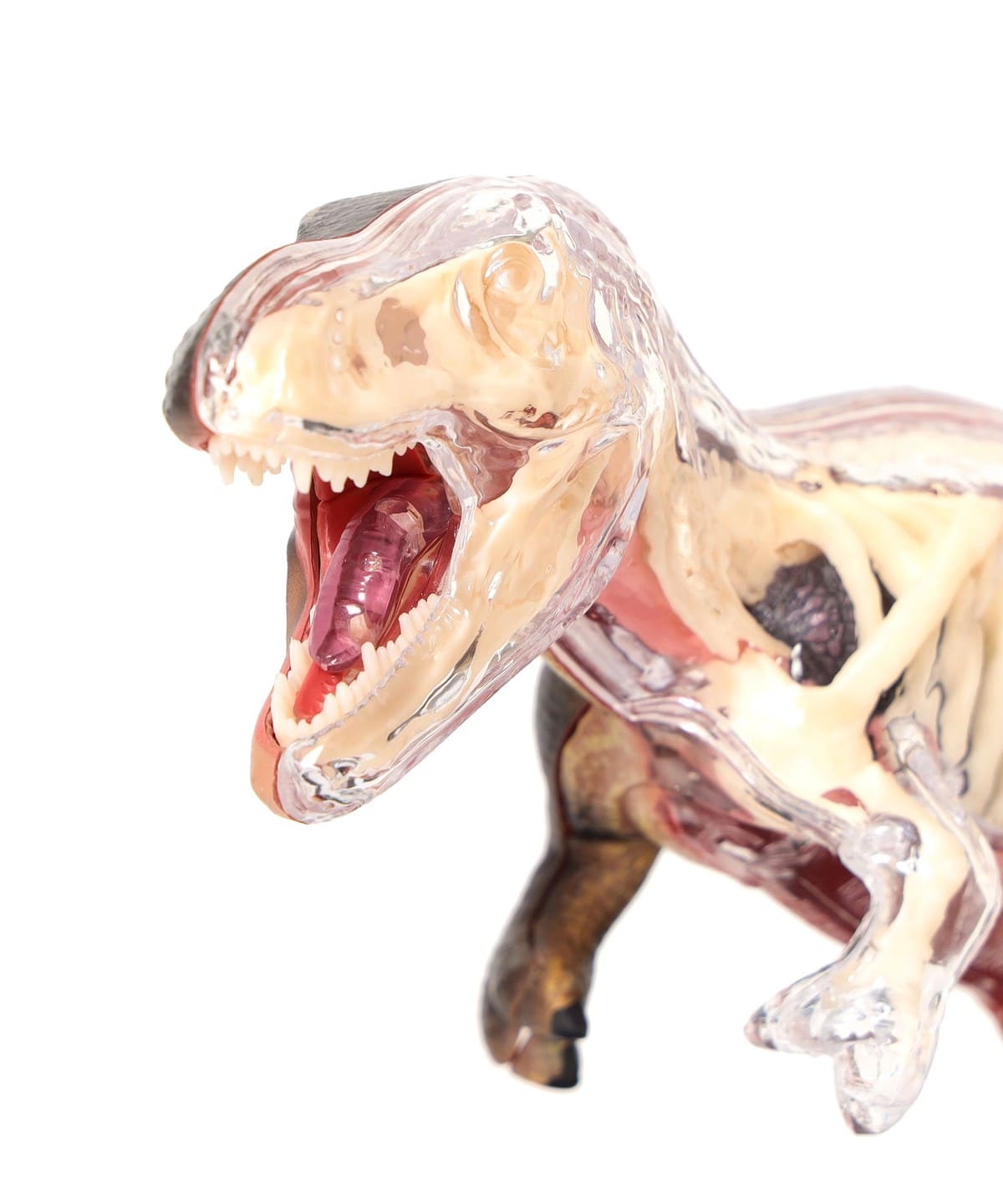 bPr BEAMS（bPrビームス）4D MASTER / ANIMAL ANATOMY（雑貨・ホビー フィギュア）通販｜BEAMS