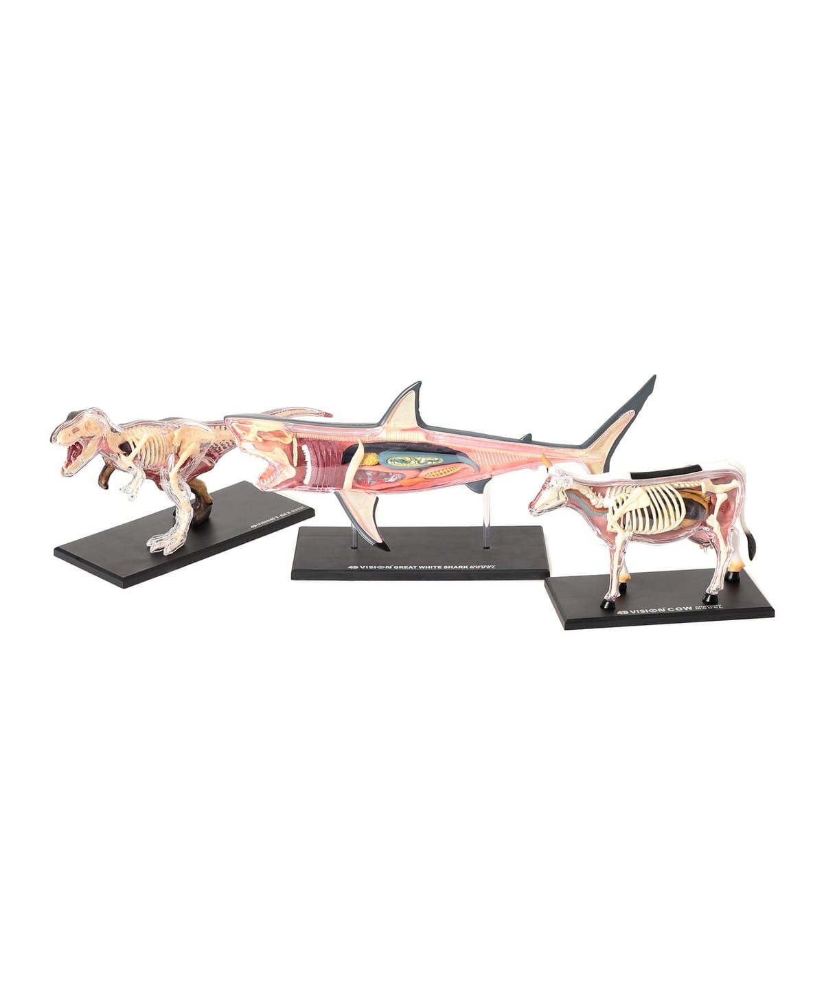 bPr BEAMS（bPrビームス）4D MASTER / ANIMAL ANATOMY（雑貨・ホビー フィギュア）通販｜BEAMS