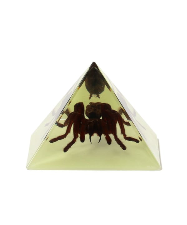 bPr BEAMS（bPrビームス）REAL BUG / Pyramid Tarantula（インテリア インテリアアクセサリー）通販｜BEAMS